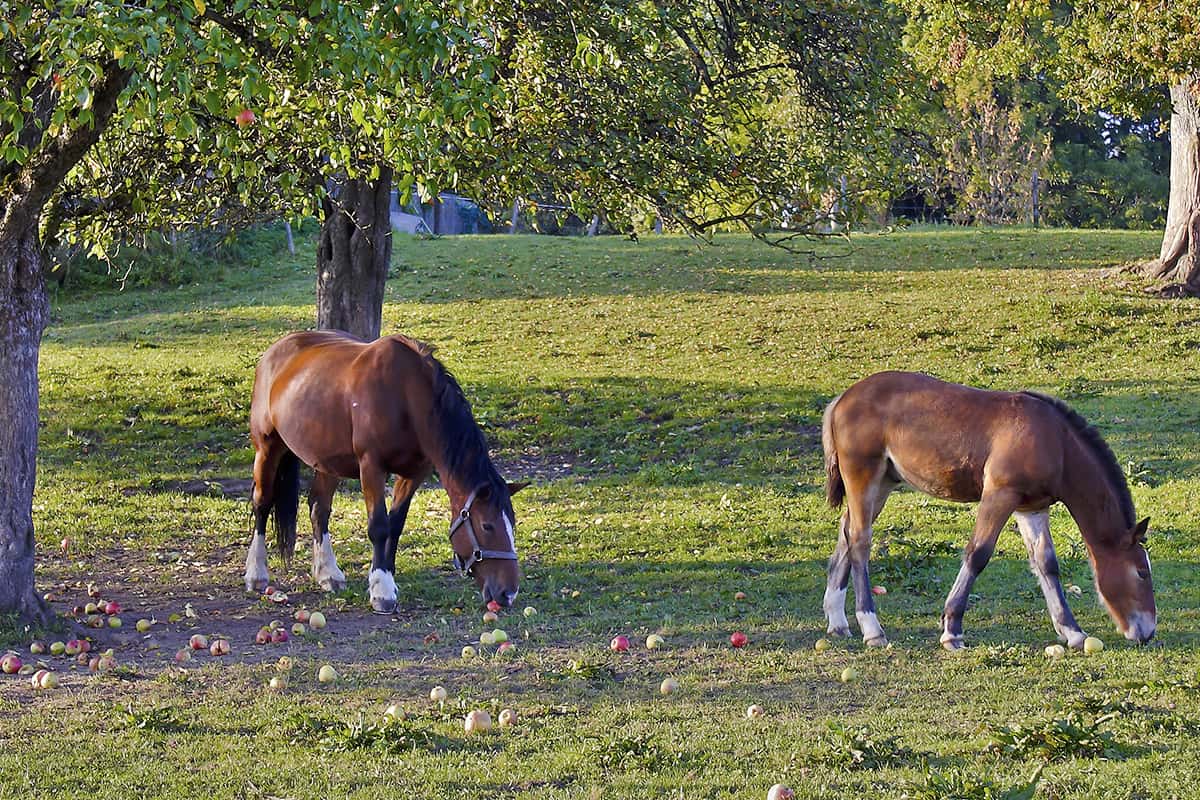 Bäume und Sträucher für Pferdekoppeln | VTG Tiergesundheit